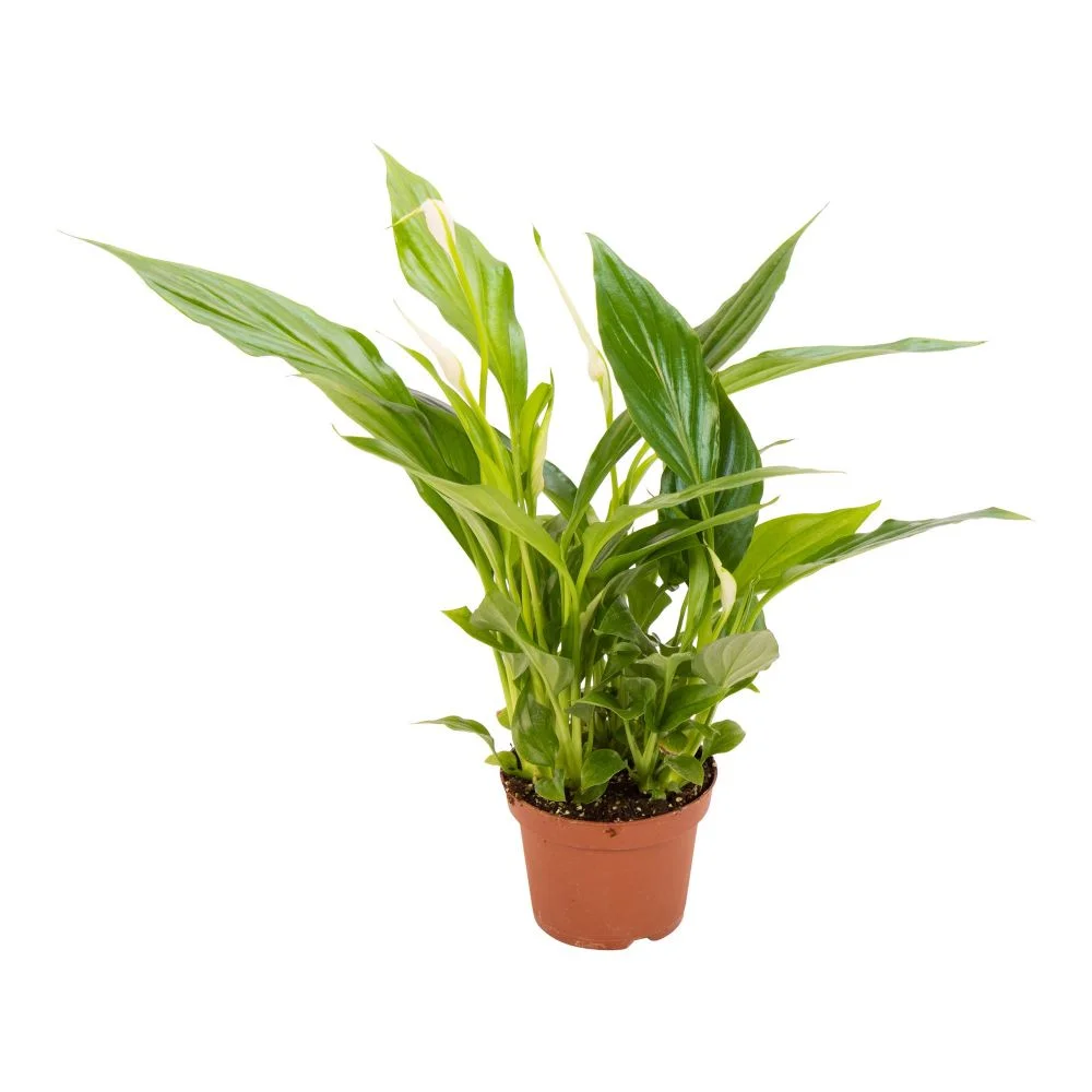 Spathiphyllum (Crin) verde/roz