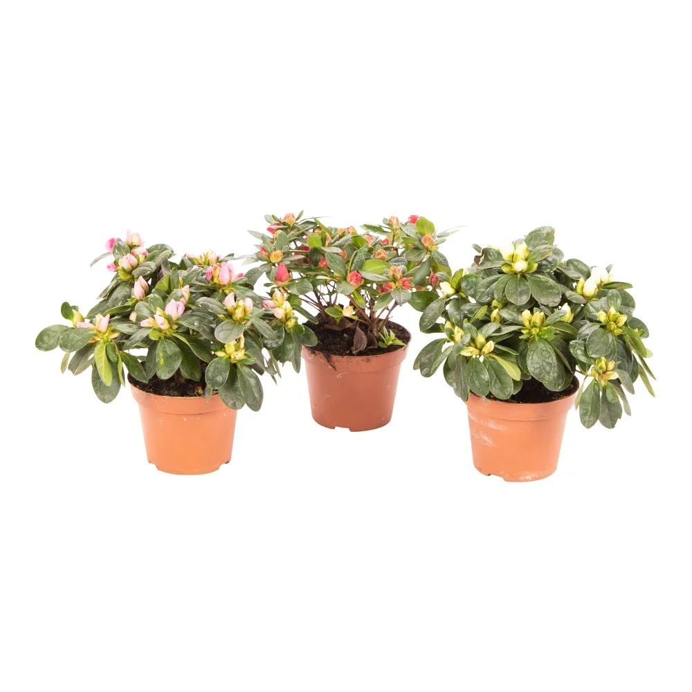 Azalea mix (Rhodendron)