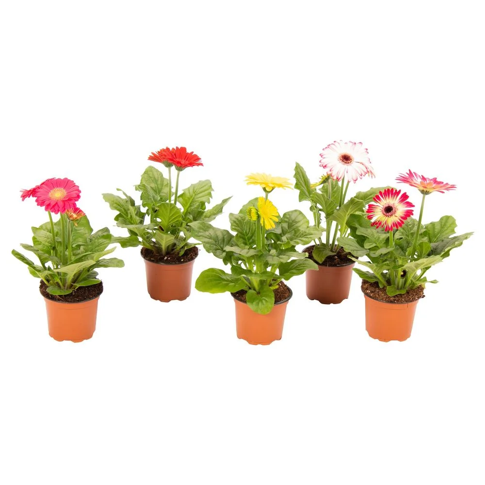 Gerbera mix