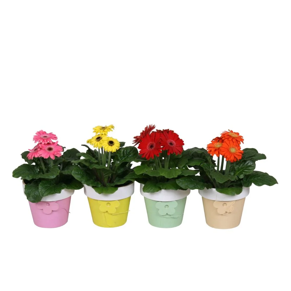 Planta cu flori Gerbera, H 16 - 30 cm, Ø ghiveci 10 cm, diverse culori