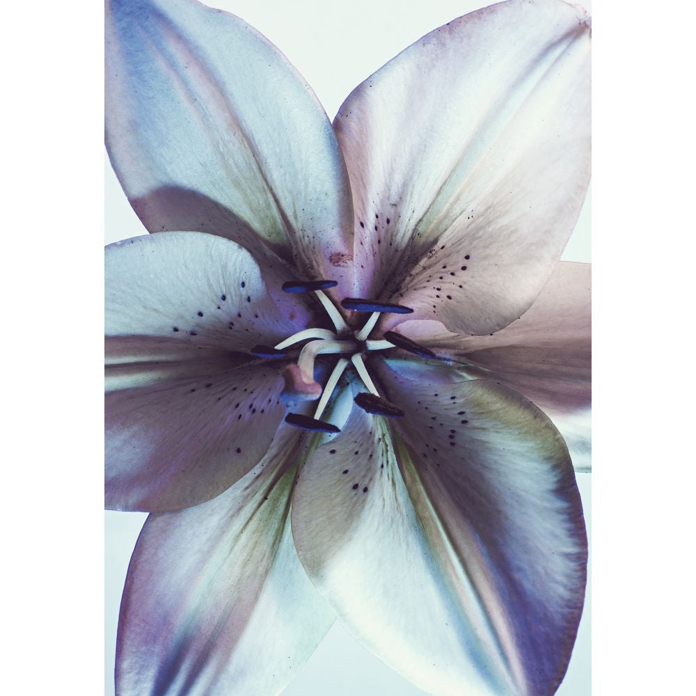 Poster imprimat Floare albastra, 21 x 30 cm