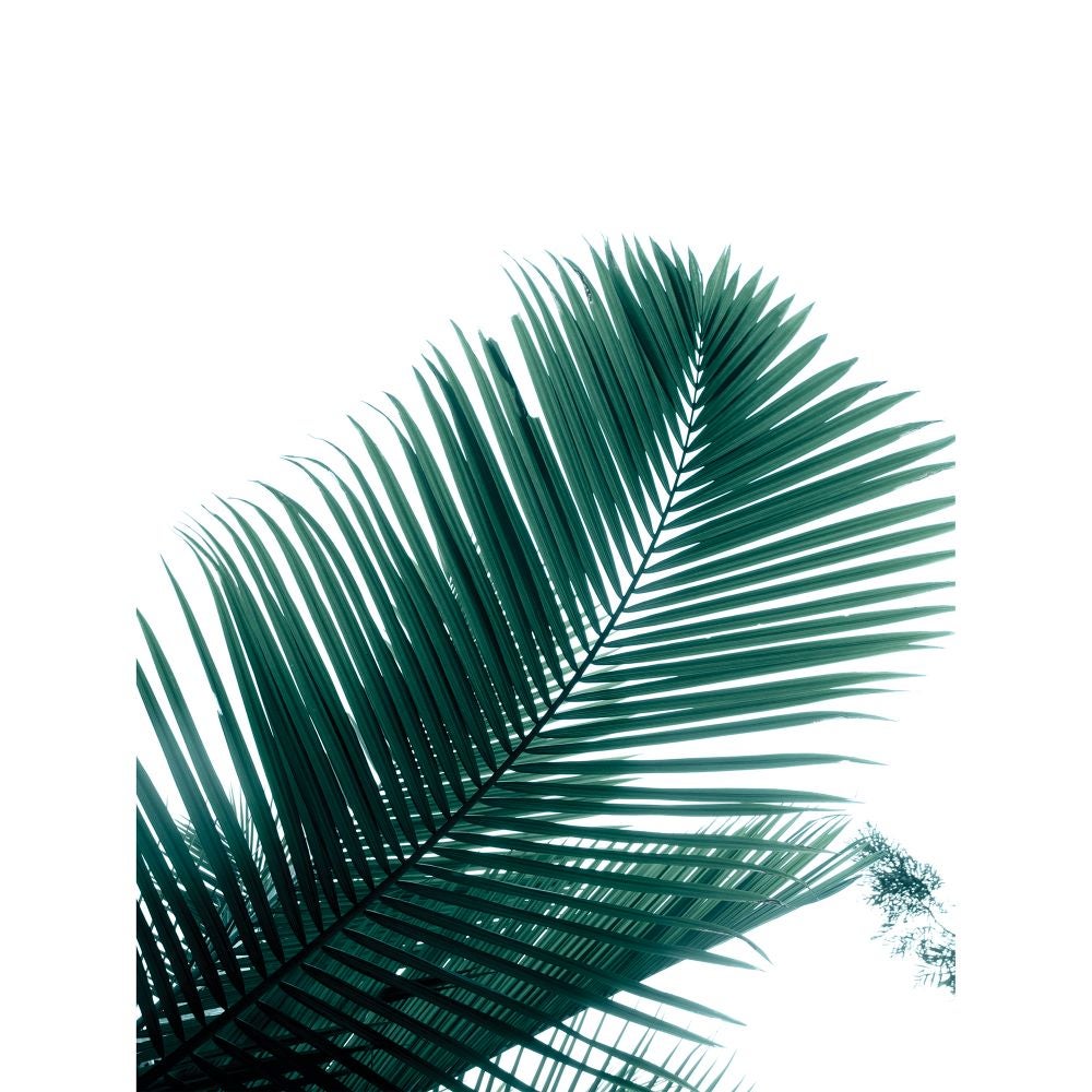 Poster imprimat Frunza palmier, 30 x 40 cm