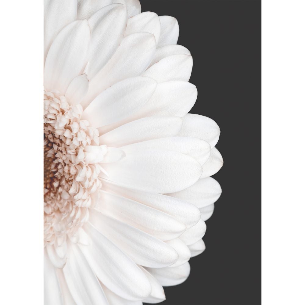 Poster imprimat Floare alba, 50 x 70 cm