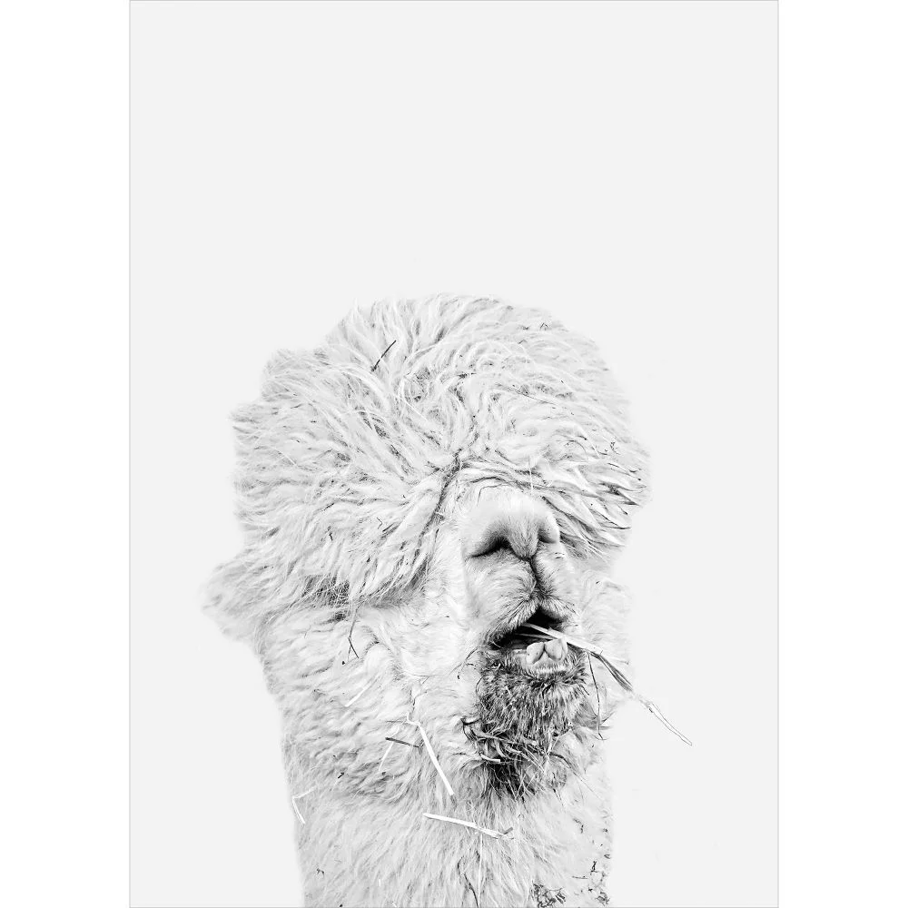 Poster imprimat Alpaca, 50 x 70 cm