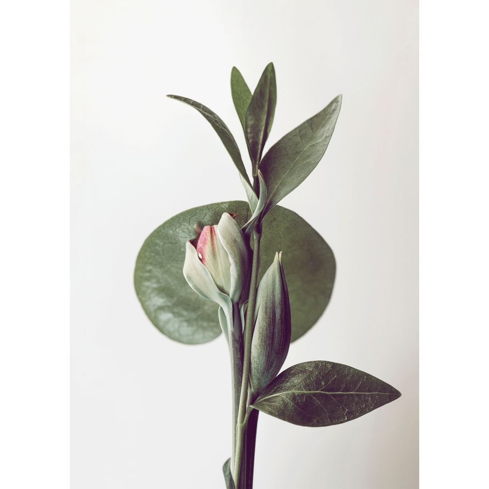 Poster imprimat Floare primavara, 50 x 70 cm