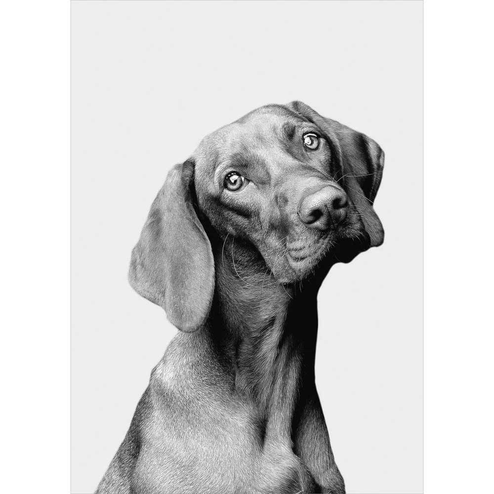 Poster imprimat Caine, 50 x 70 cm
