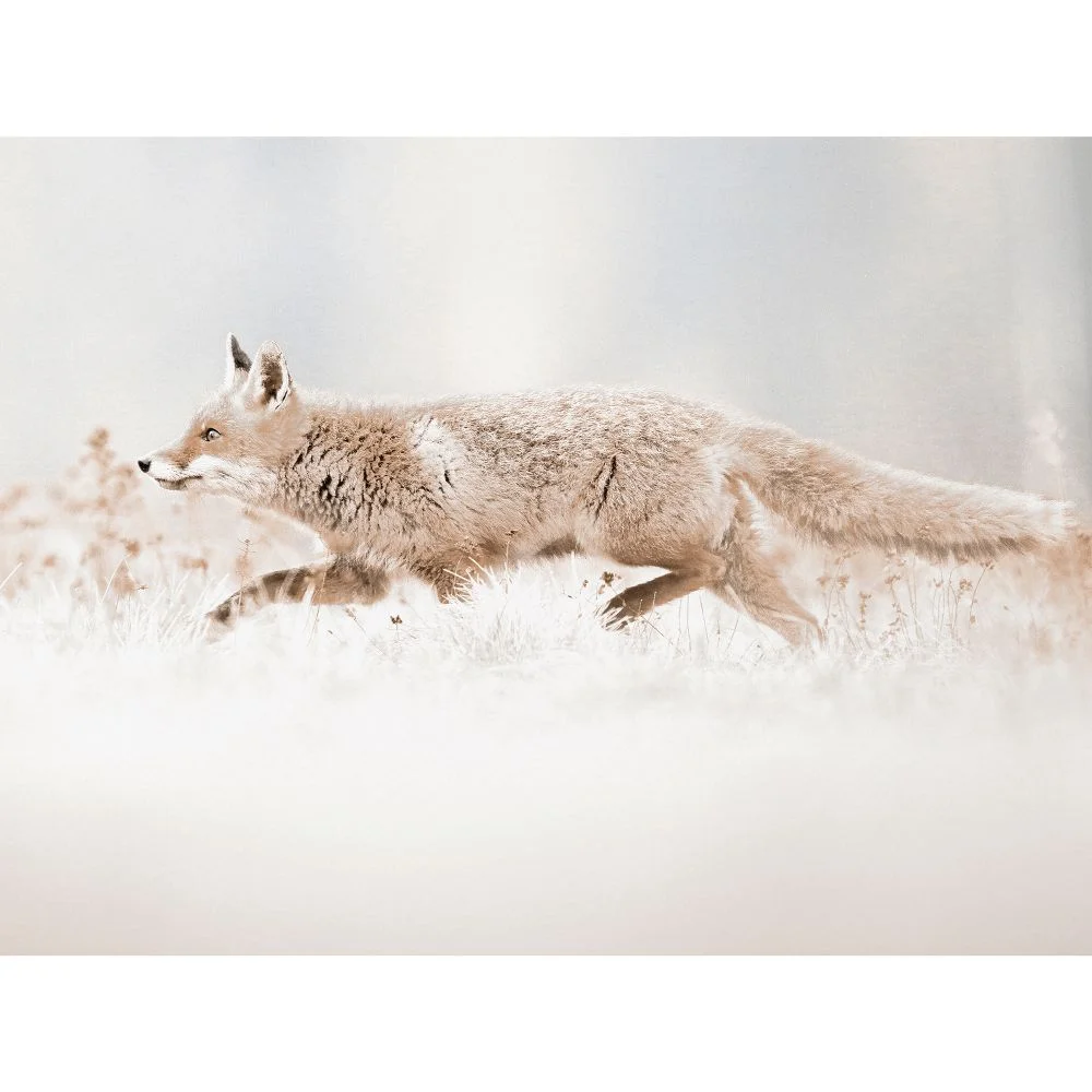 Poster imprimat Vulpe, 30 x 40 cm