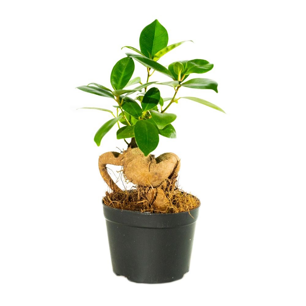 Planta verde Ficus Ginseng, H 16 - 30 cm, Ø ghiveci 9 cm