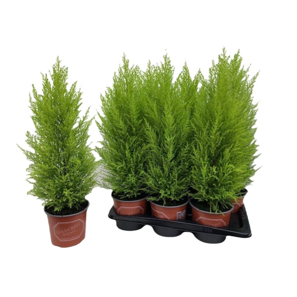 Conifer decorativ Cupressus Goldcrest, crescut in ghiveci, H 51 - 80 cm ...