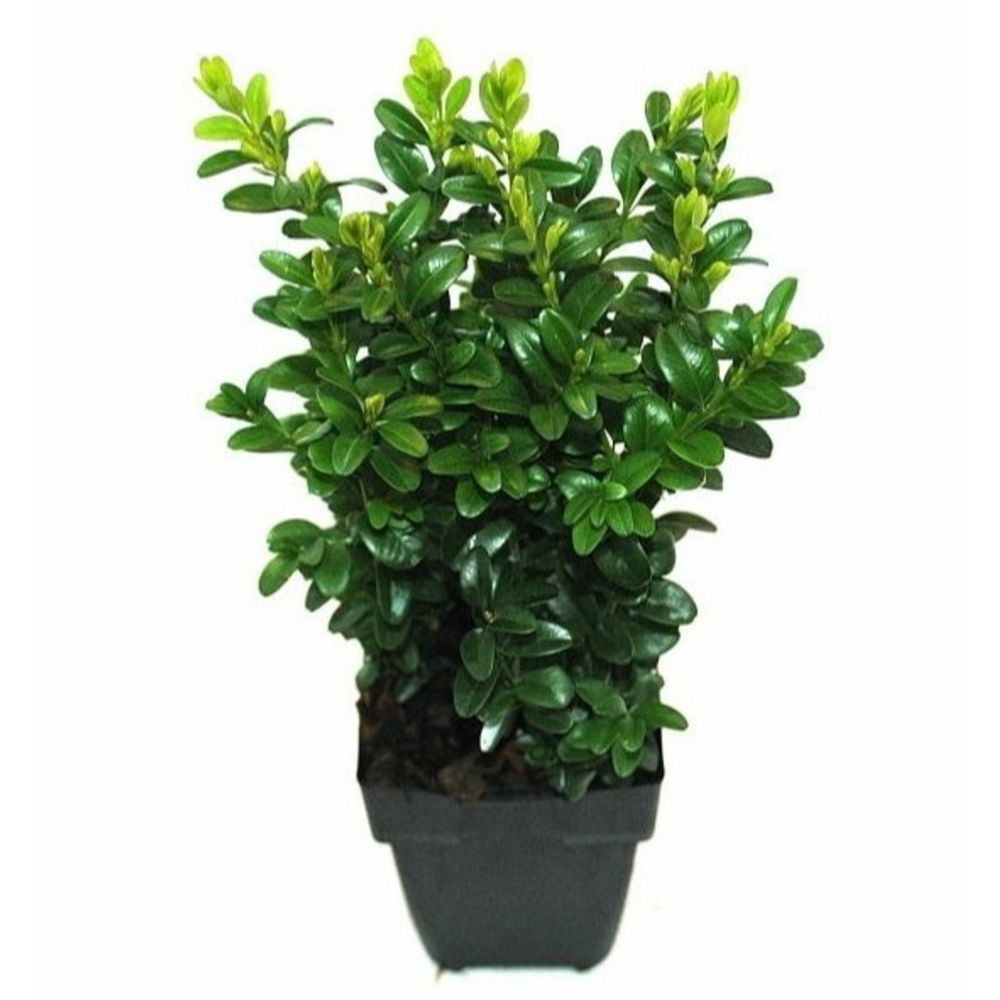 Arbust ornamental Buxus Sempervirens, crescut in ghiveci, H 51 - 150 cm ...
