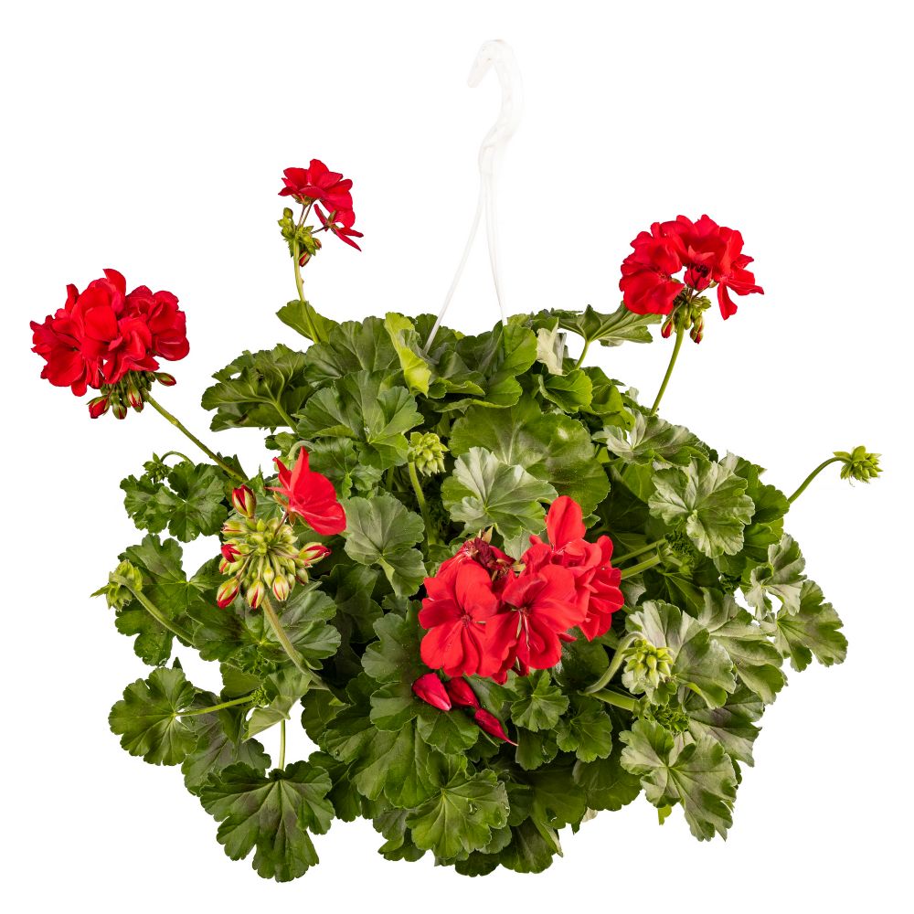 Planta cu flori Muscata Pelargonium Interspecific, ghiveci cu ...