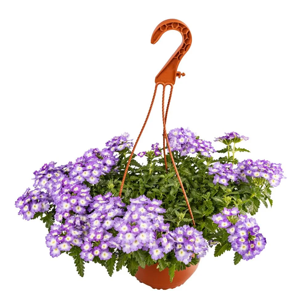 Planta exterior curgatoare, Verbena, Ø ghiveci 19 cm