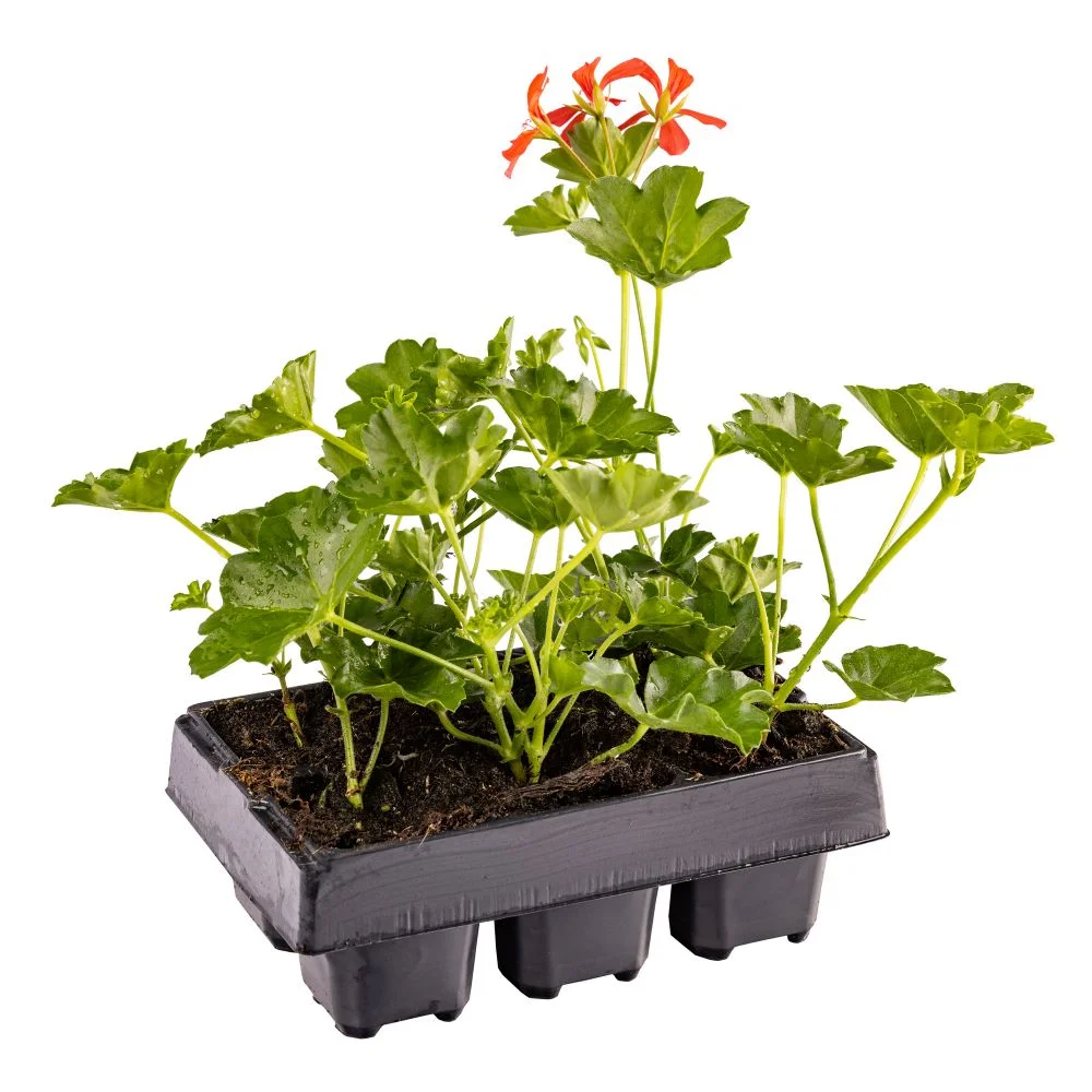 Planta cu flori Muscate Ville de Paris, H 16 - 30 cm, ghiveci 16 cm ...