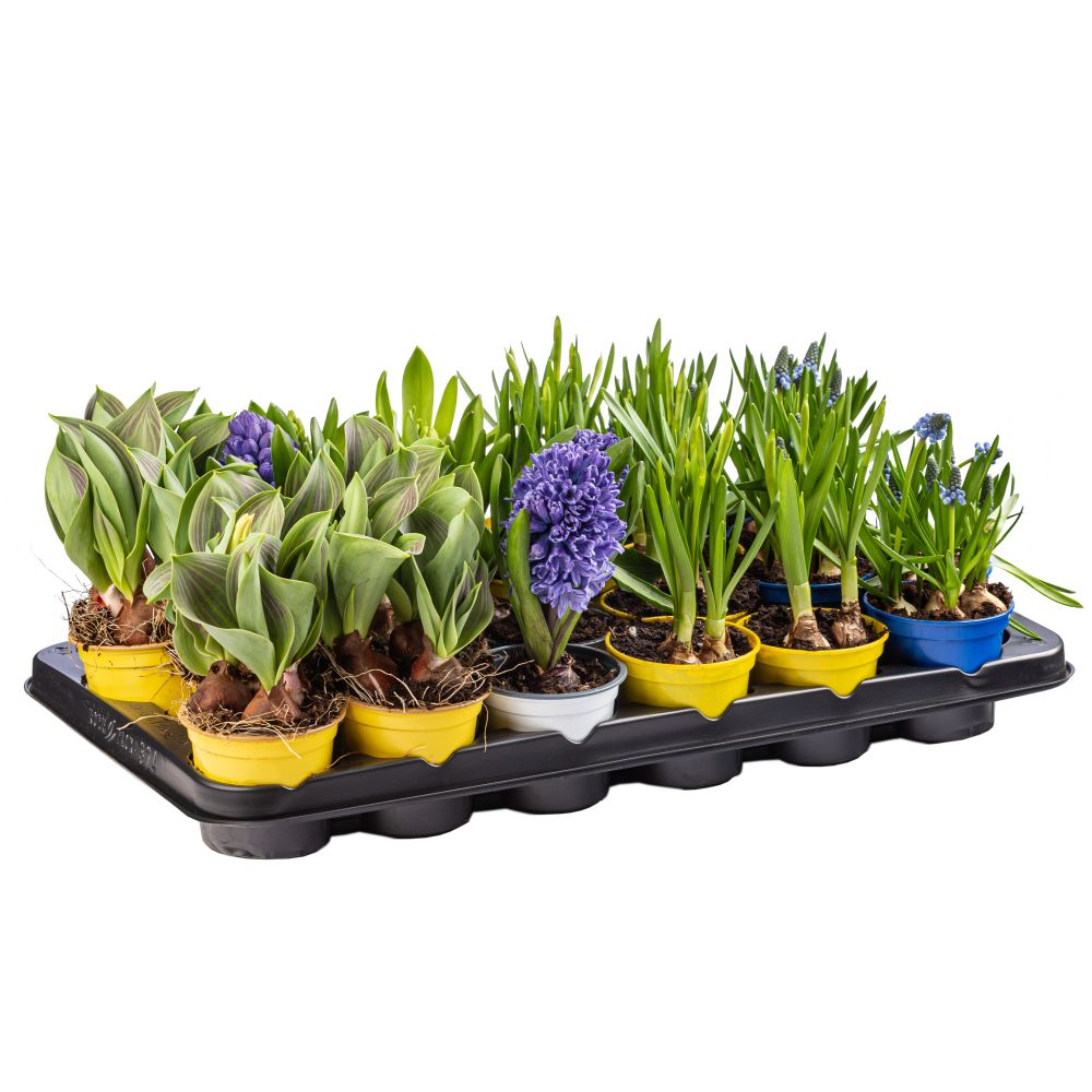 Planta cu flori, mix bulbi, fara celofan, H 15 - 30 cm, Ø ghiveci 9 cm ...