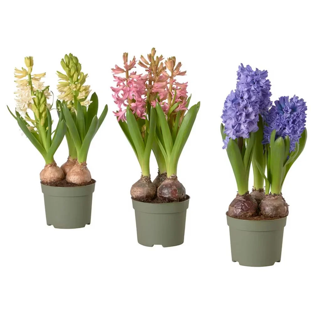 Planta cu flori Zambila, 3 bulbi, H 31 - 45 cm, Ø ghiveci 12 cm