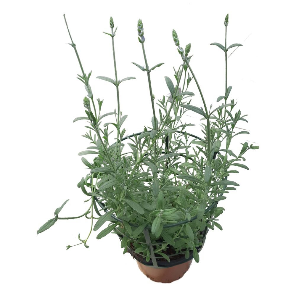 Planta verde cu flori Lavanda, Ø ghiveci 17 cm