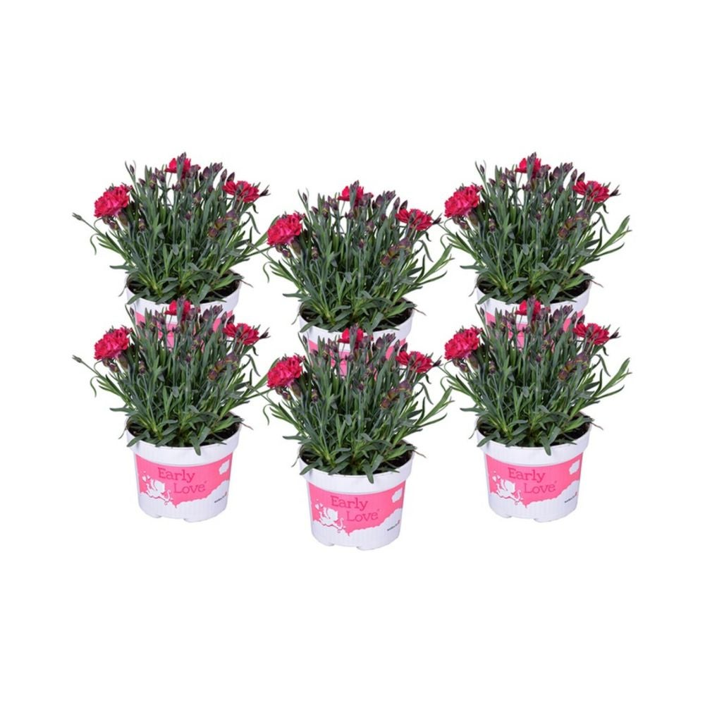 Planta cu flori Dianthus garofita, Ø ghiveci 11 cm