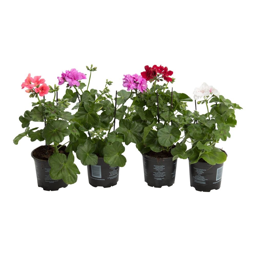 Planta cu flori Muscata Pelargonium cu floare dubla, Ø ghiveci 10.5 cm