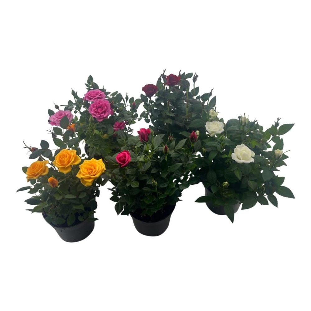 Planta cu flori, trandafir enjoy, H 16 - 30 cm, Ø ghiveci 12 cm ...