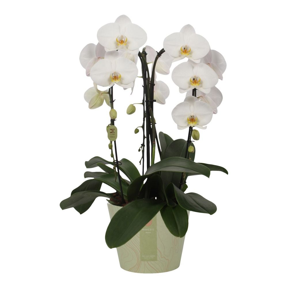 Orhidee Phalaenopsis Tokyo, 2 tije, H > 61 cm, Ø ghiveci 21 cm, alba
