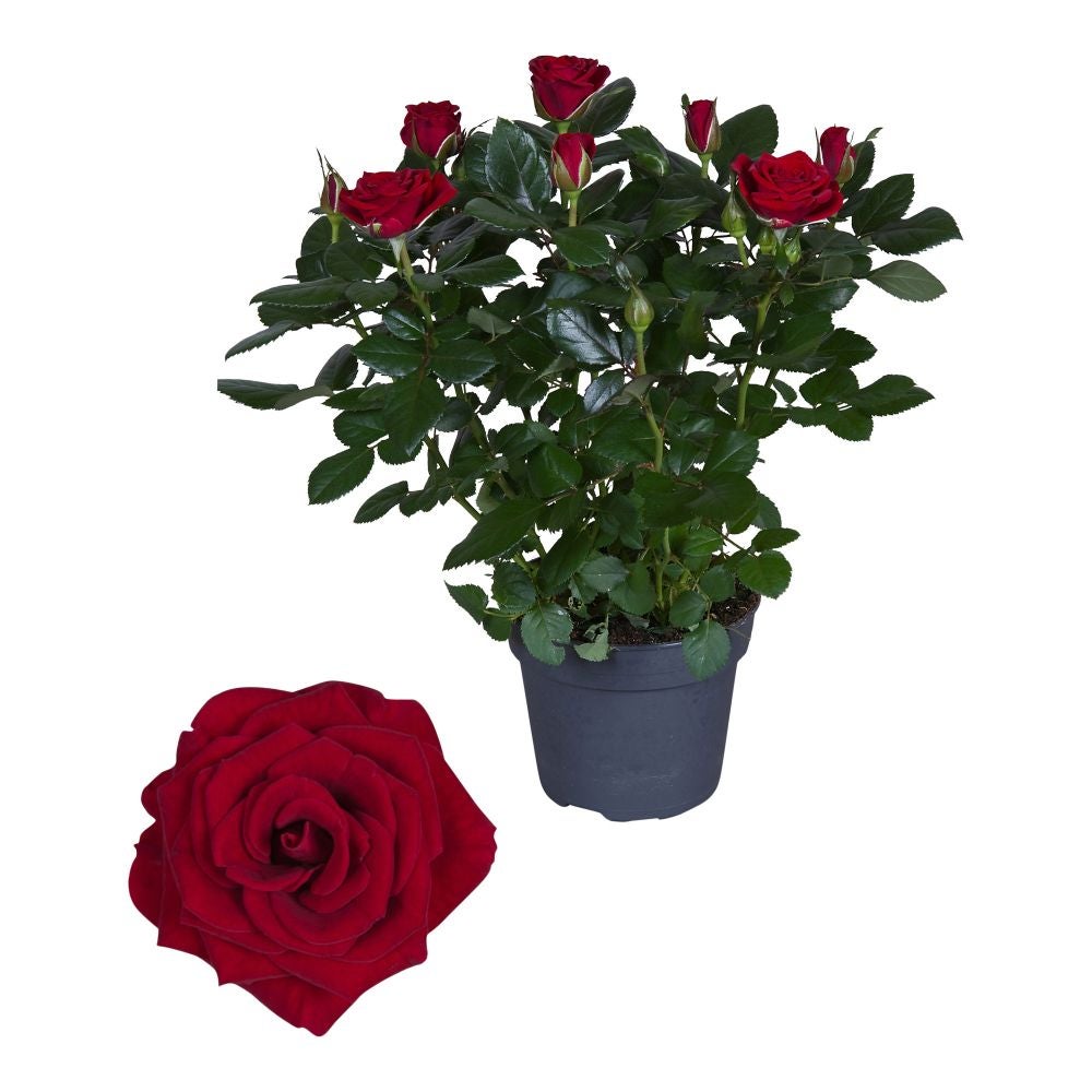 Planta de exterior, trandafir rosii, H 31 - 45 cm, Ø ghiveci 12 cm