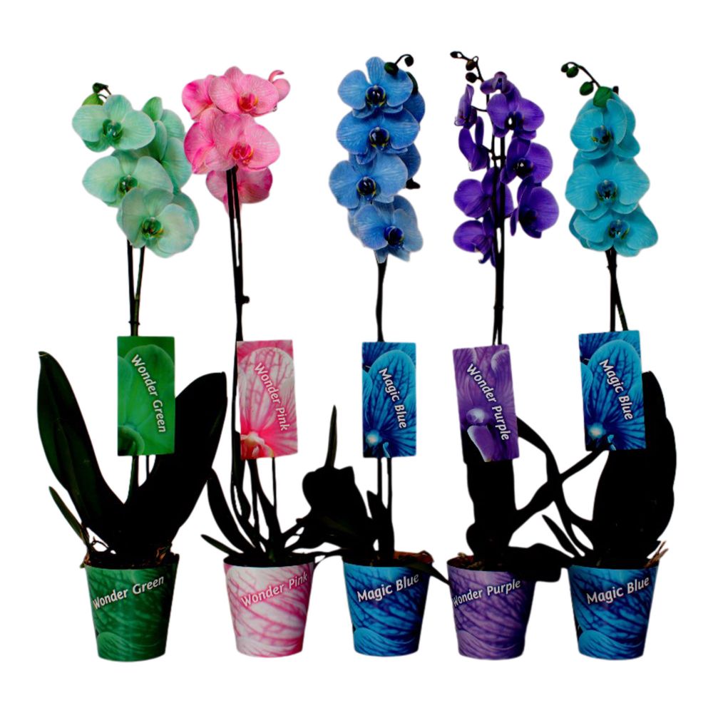 Orhidee Phalaenopsis Magic Color , 1 tija, H 70 cm, Ø ghiveci 12 cm ...