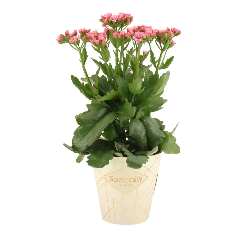 Planta cu flori Kalanchoe, H 40 cm, Ø ghiveci 14 cm, roz