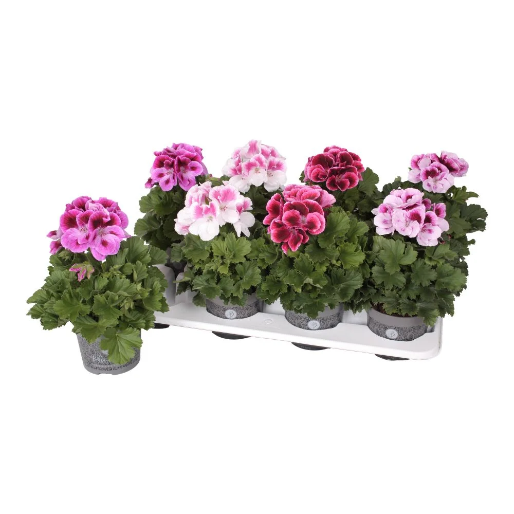 Planta cu flori muscata Bella Donna, H 28 cm, Ø ghiveci 12 cm, diverse ...