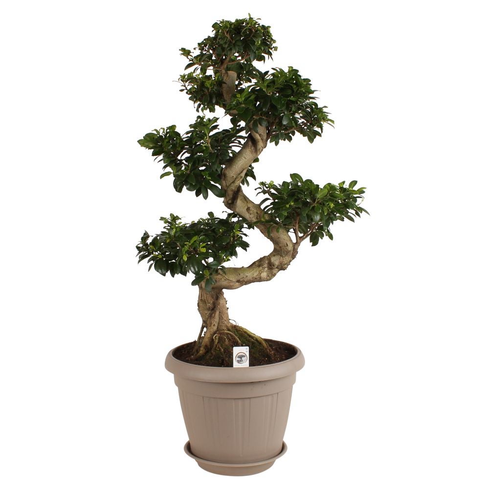 Planta verde Ficus Microcarpa Ginseng, H >61 cm, Ø ghiveci 25 cm