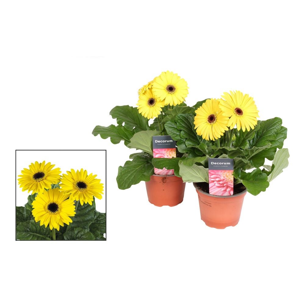 Planta cu flori Gerbera, H 25 cm, Ø ghiveci 12 cm, galbena