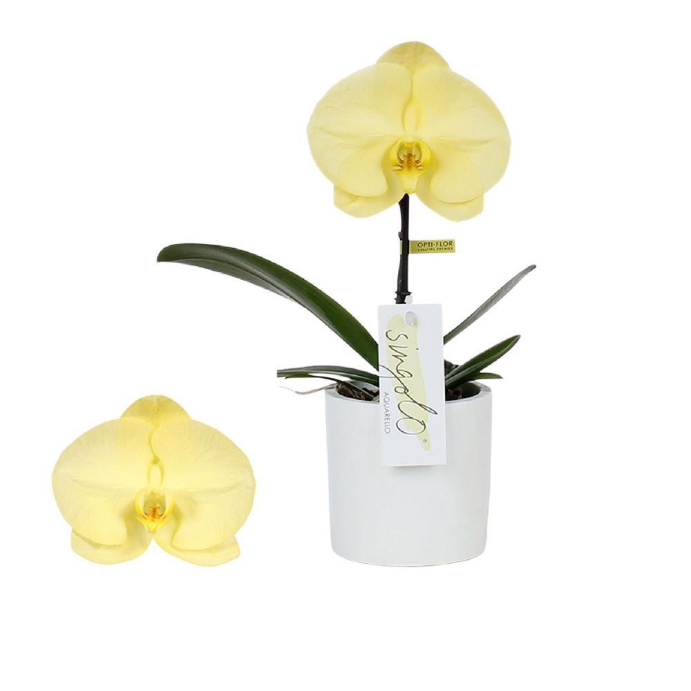Orhidee Phalaenopsis, 1 tija, H 31 - 45 cm, Ø ghiveci 9 cm, galbena