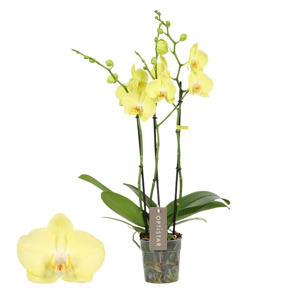 Orhidee Phalaenopsis , 3 tije, H 31 - 45 cm, Ø ghiveci 12 cm, galbena