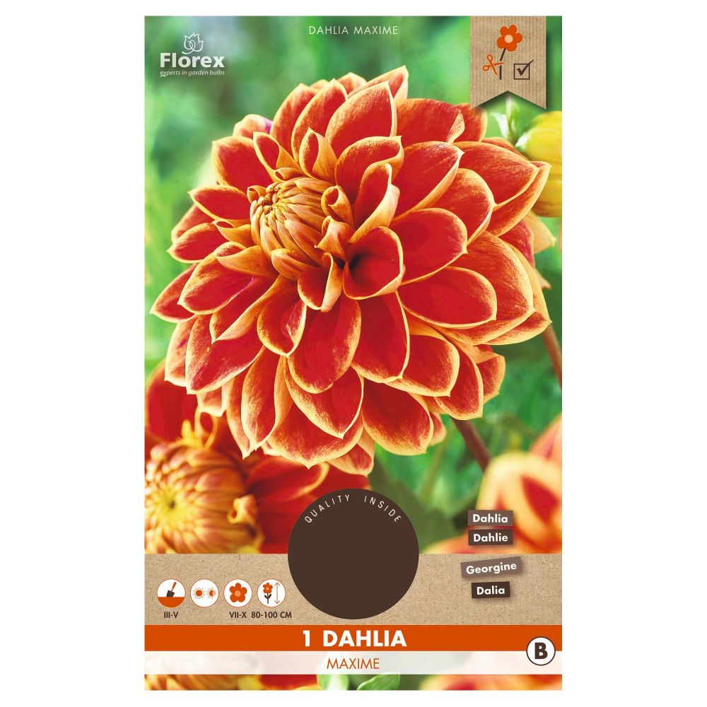 Bulb Dalie Maxime, 1 buc