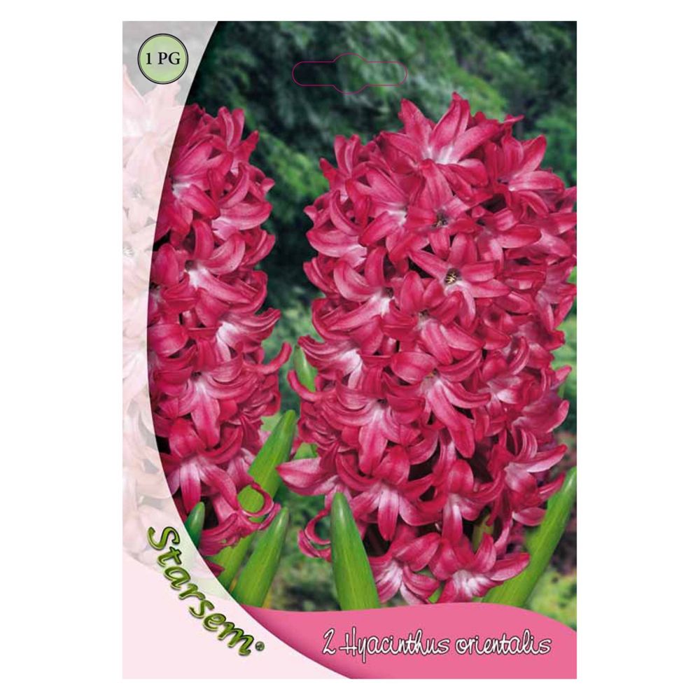 Bulbi zambila Amsterdam, Starsem, roz (2 buc)