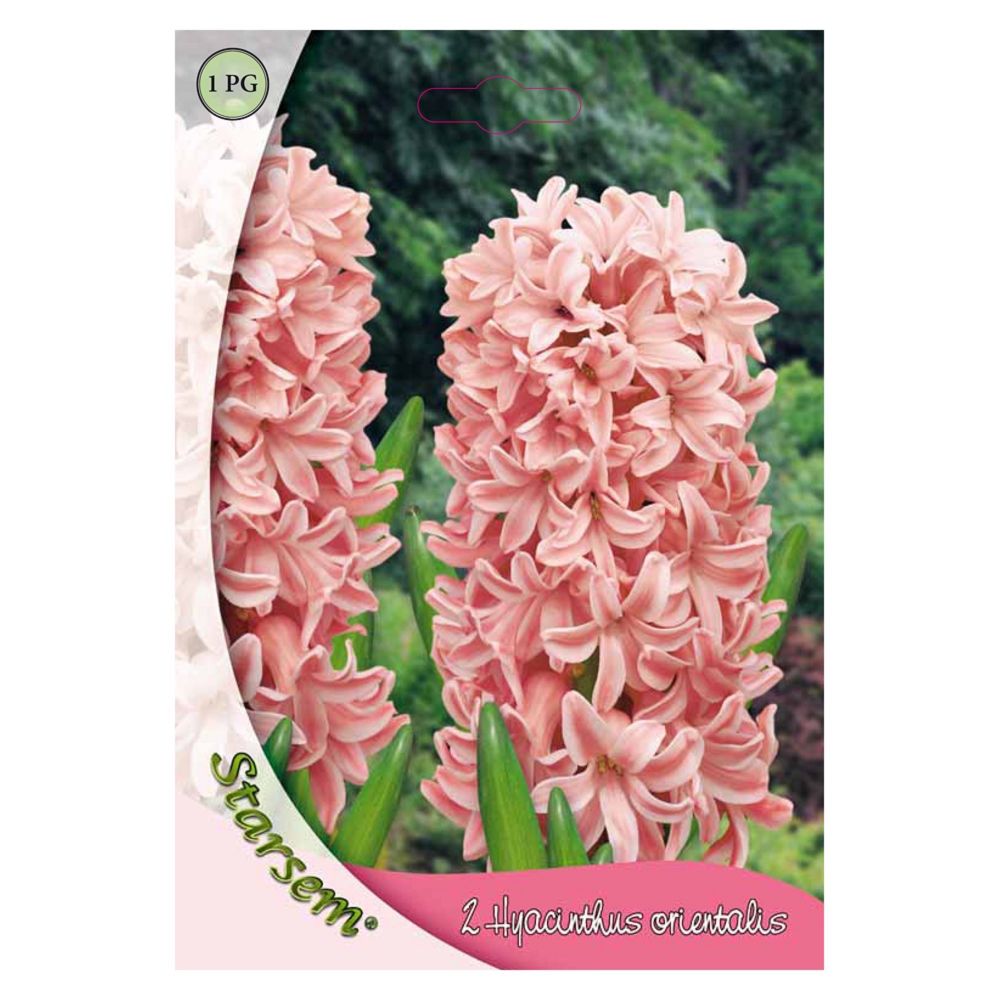 Bulbi zambila Lady Derby, Starsem, roz (2 buc)