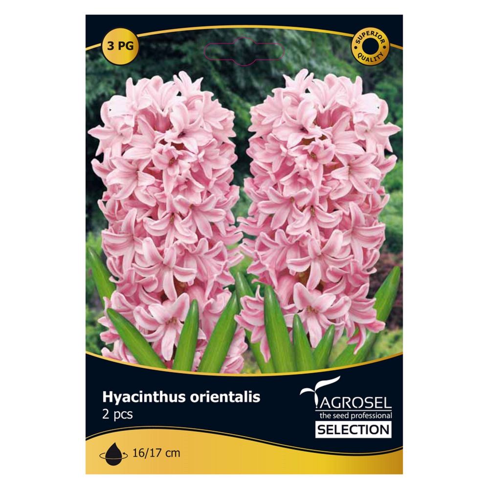 Bulbi zambila Chesnut, Starsem, roz (2 buc)