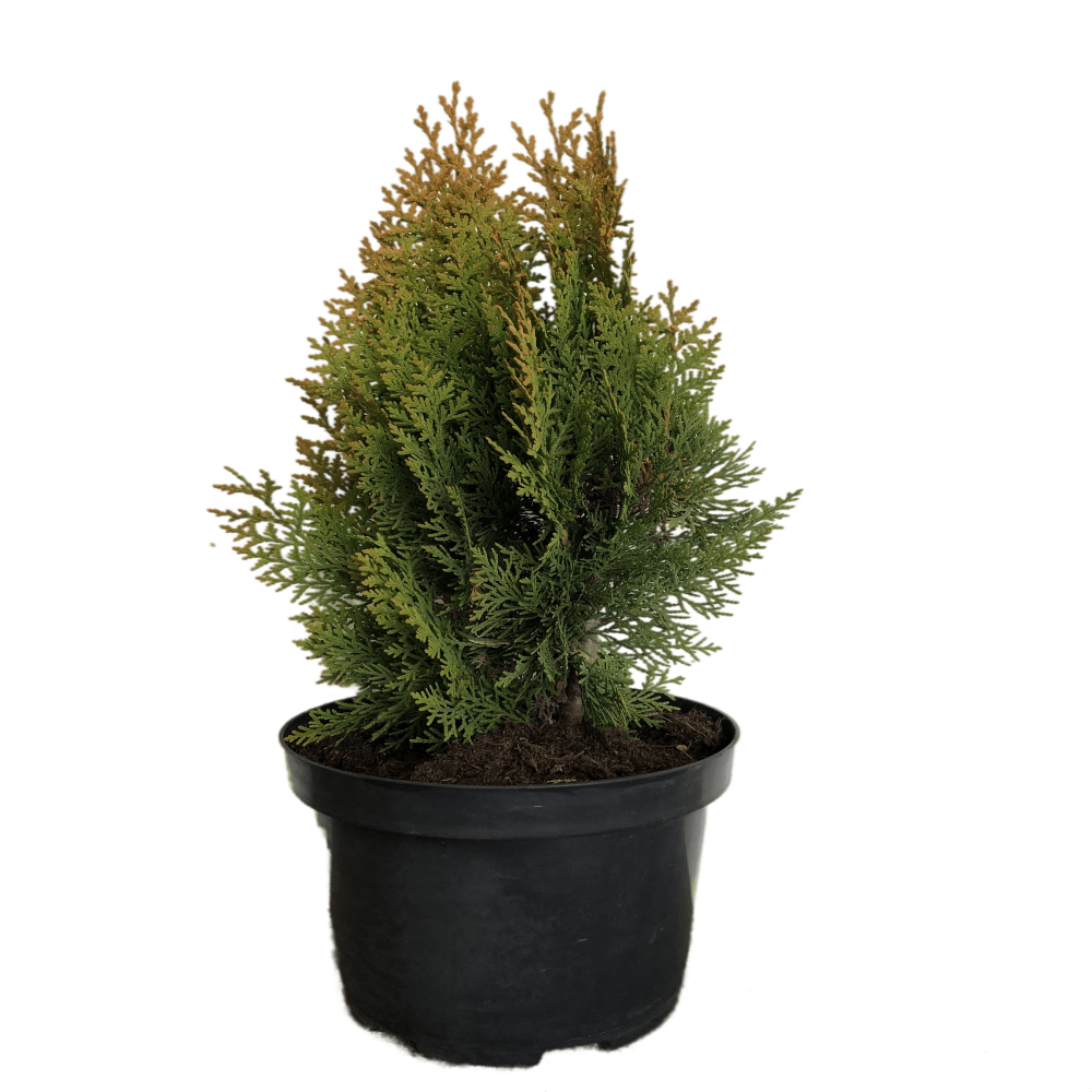 Conifer decorativ Thuja Aureanana , crescut in ghiveci, H