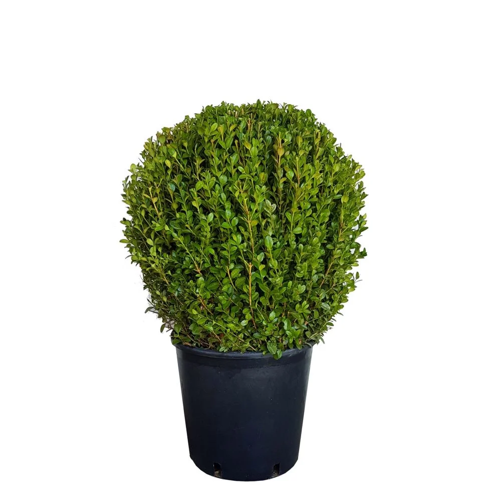 Conifere decorative Buxus, 10 l, diverse specii