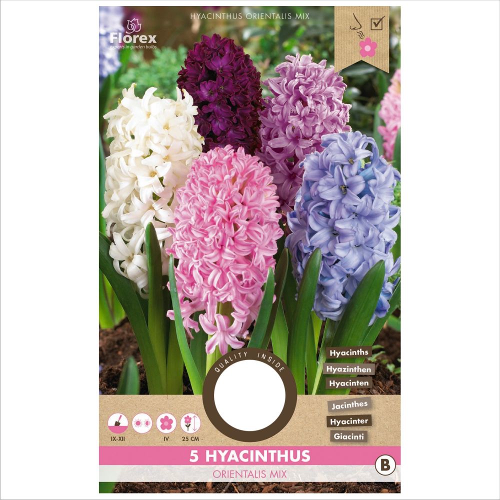 Bulbi zambila Mix, Florex, mix culori (5 buc)