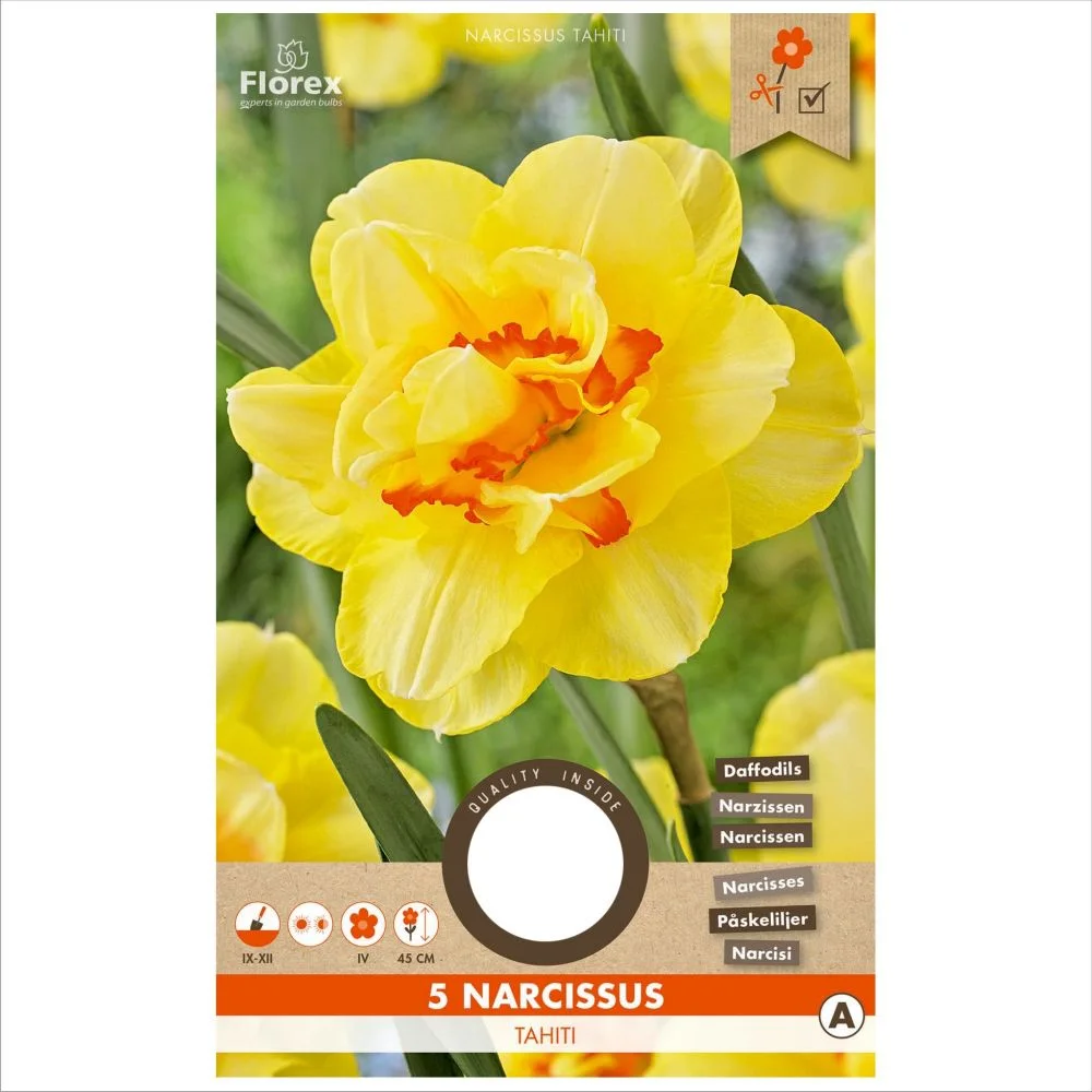 Bulbi narcisa Tahiti, Florex, galben (5 buc)