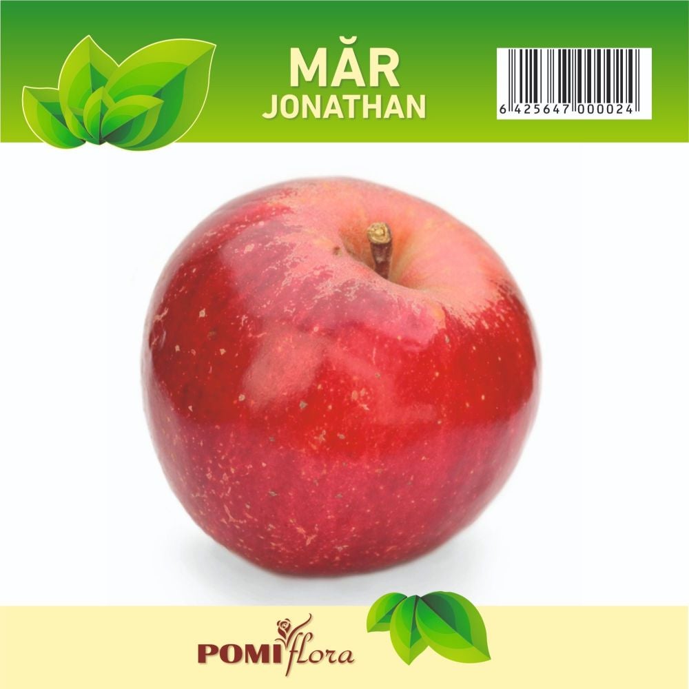 Pom fructifer mar Malus Domestica, H 121-150 cm, galben/rosu