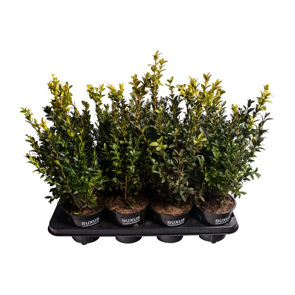 Arbust ornamental Buxus, crescut in ghiveci, H 20 - 30 cm, Ø 12 cm