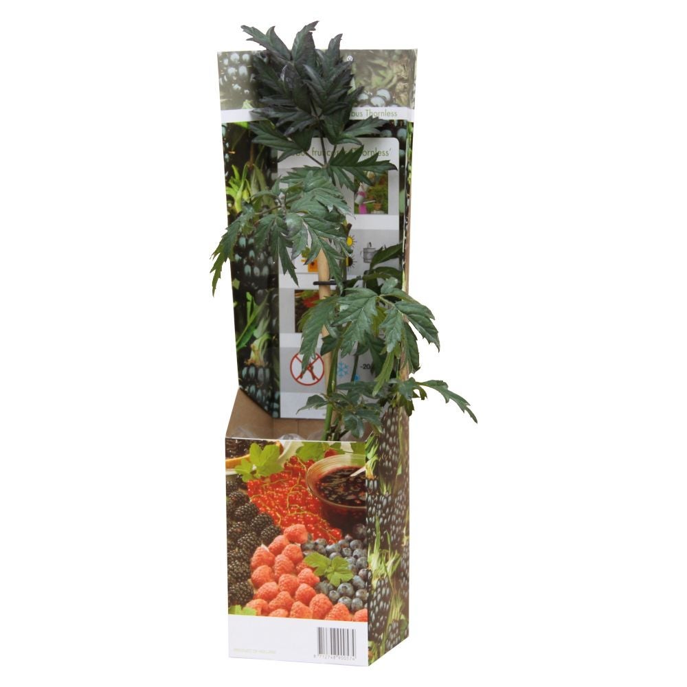 Arbusti fructifer mur