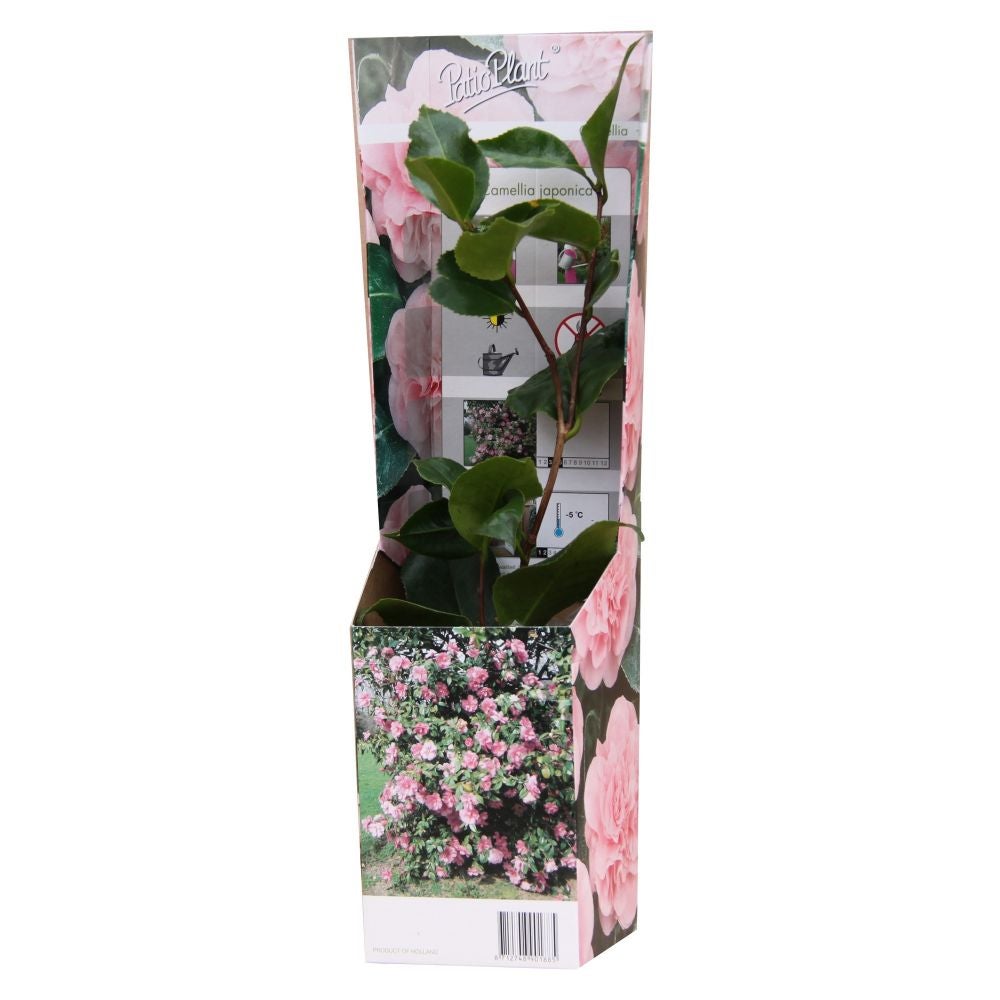 Arbust ornamental Camelie Japonica, H