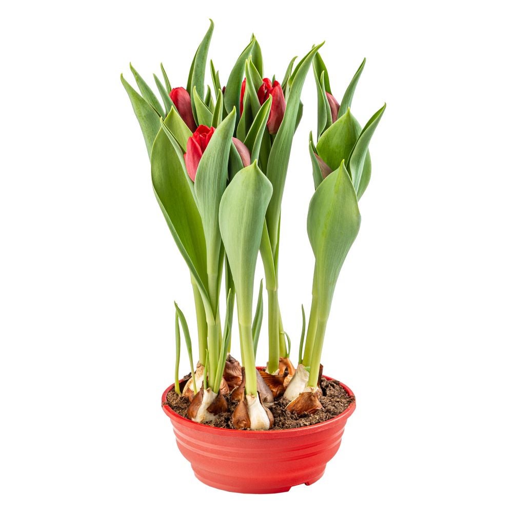 Planta cu flori Lalea, 9 bulbi, H 31 - 45 cm, Ø ghiveci 16 cm