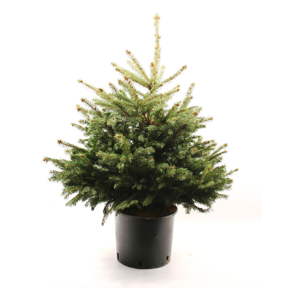 Molid in ghiveci, H 60 -80 cm, calitate standard