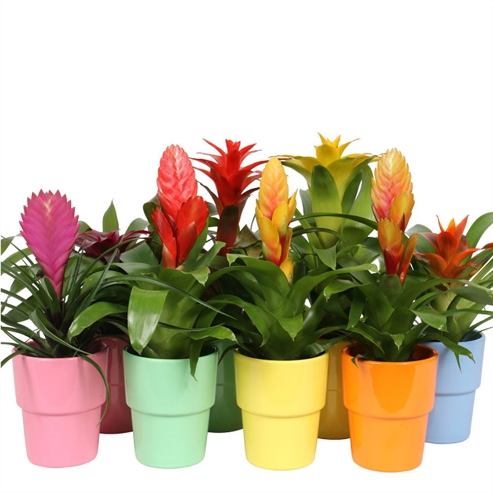 Planta cu flori, Bromelia Cupcake, H 16 - 30 cm, Ø ghiveci 10 cm ...