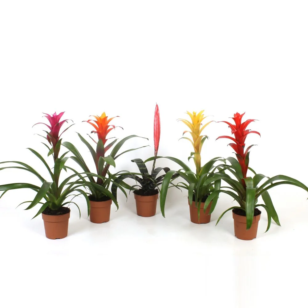 Planta cu flori, Bromelia Cupcake, H 31 - 45 cm, Ø ghiveci 12 cm ...