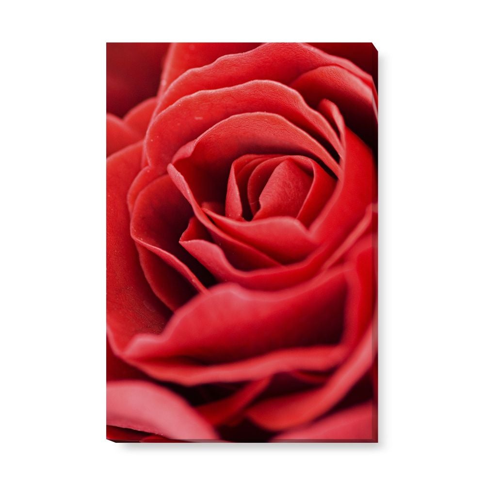 Canvas 80 x 120 cm Ruby Red Rose