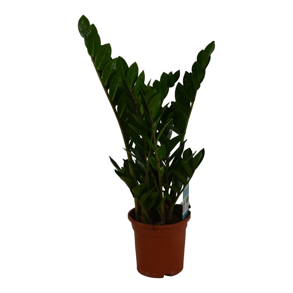 Planta verde, Zamioculcas Zamiifolia, H 46 - 60 cm, Ø ghiveci 17 cm